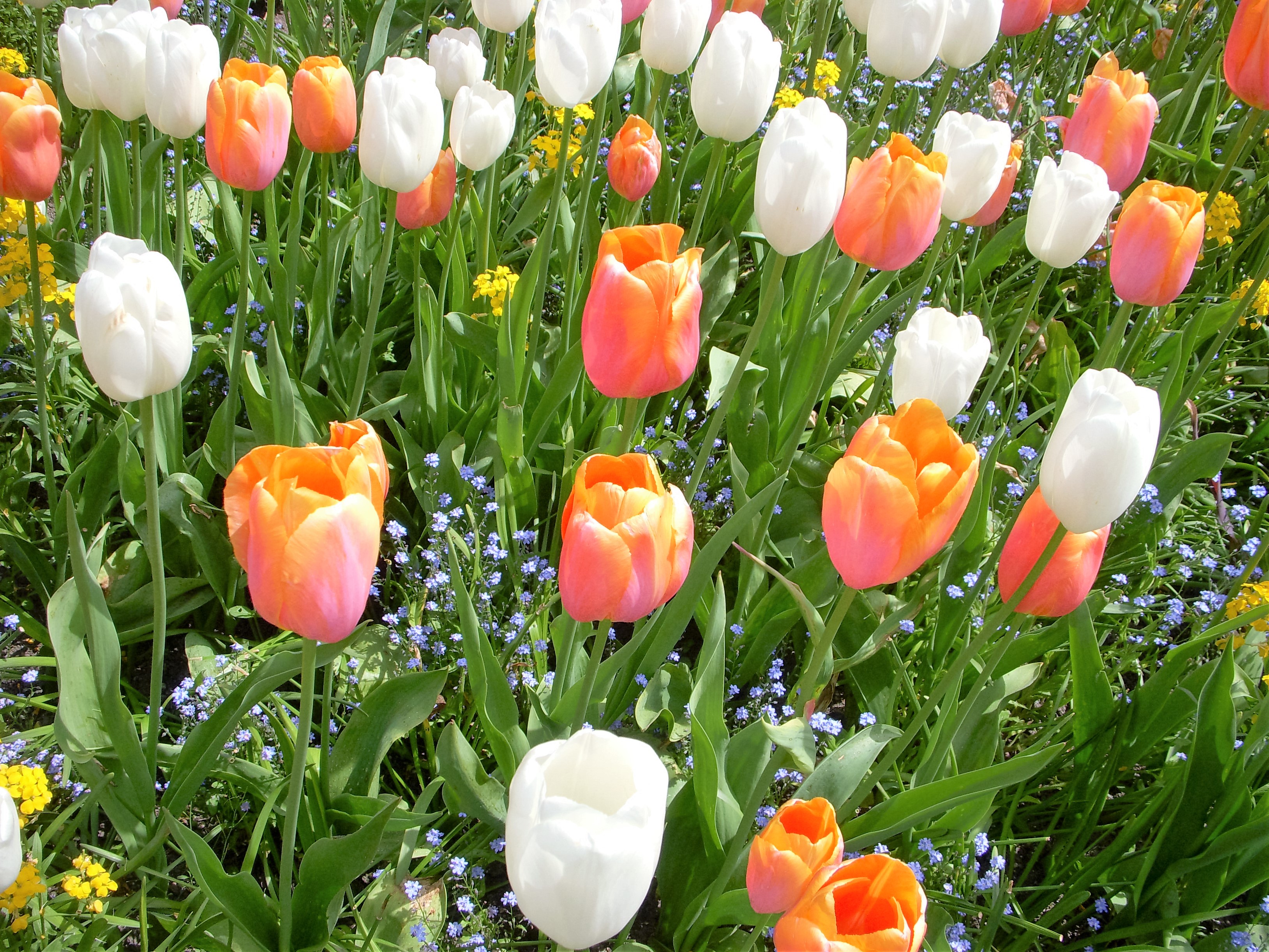 Creating Purity | I love the Psalms