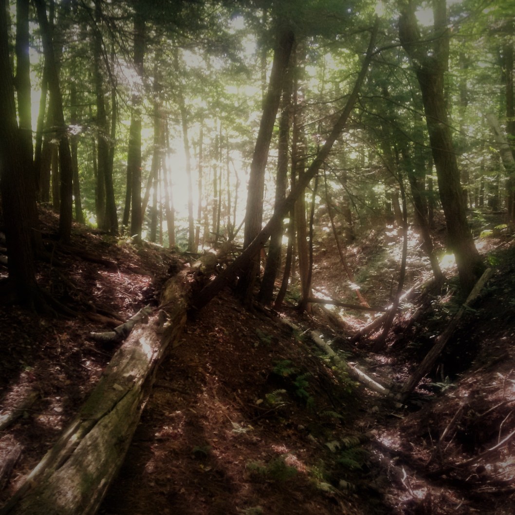 A Light from Heaven | I love the Psalms